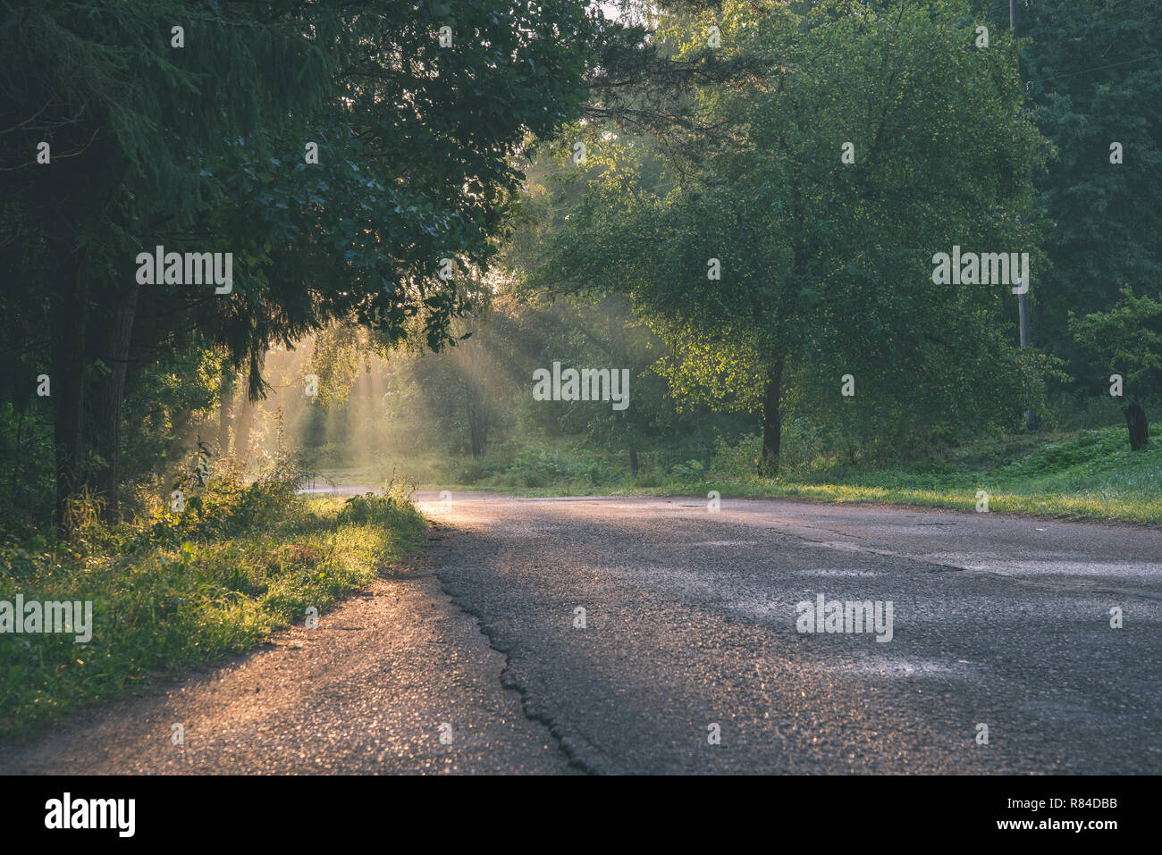 beautiful morning sun light shining through the trees on the road, sun ...