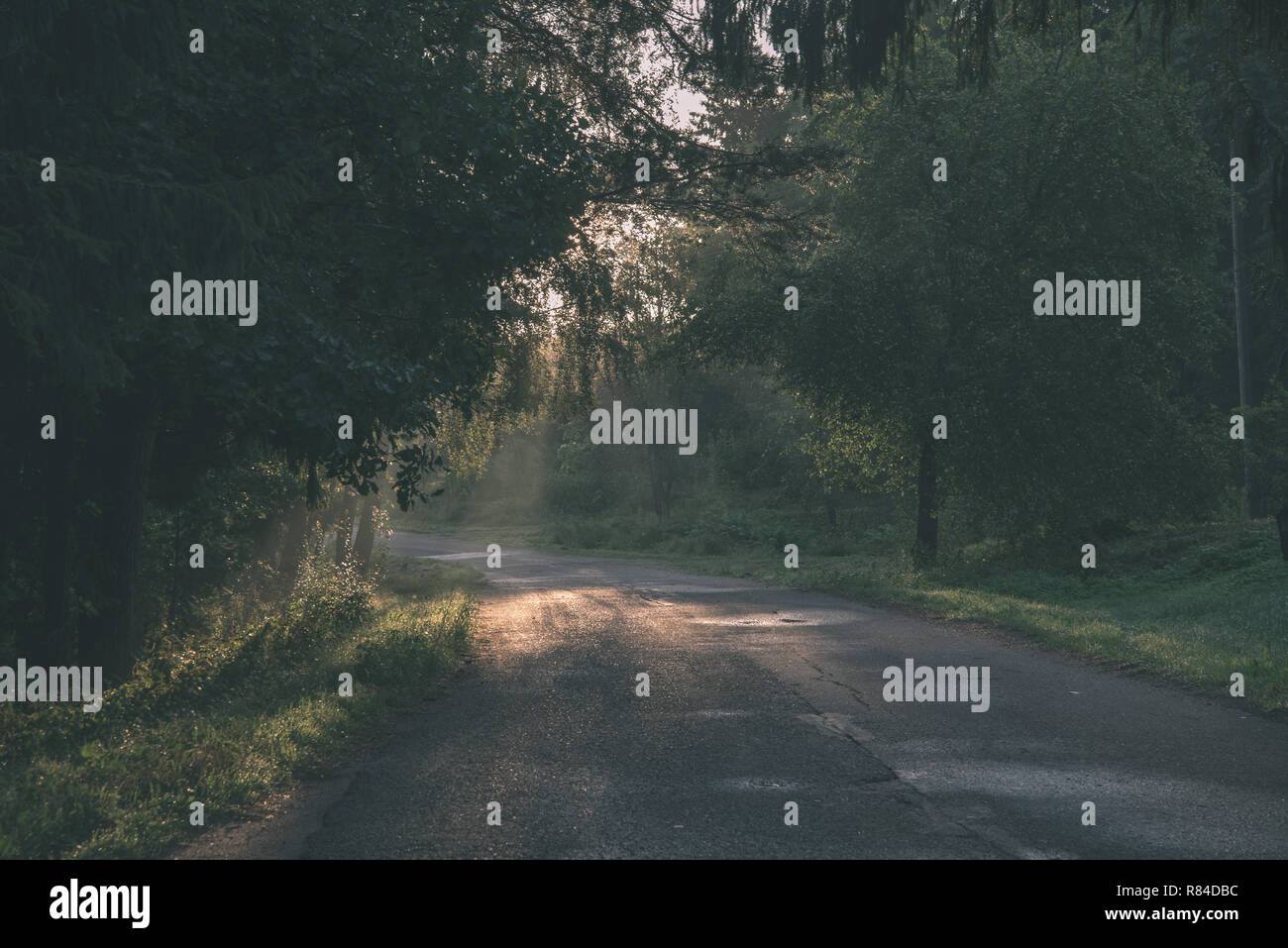 beautiful morning sun light shining through the trees on the road, sun ...