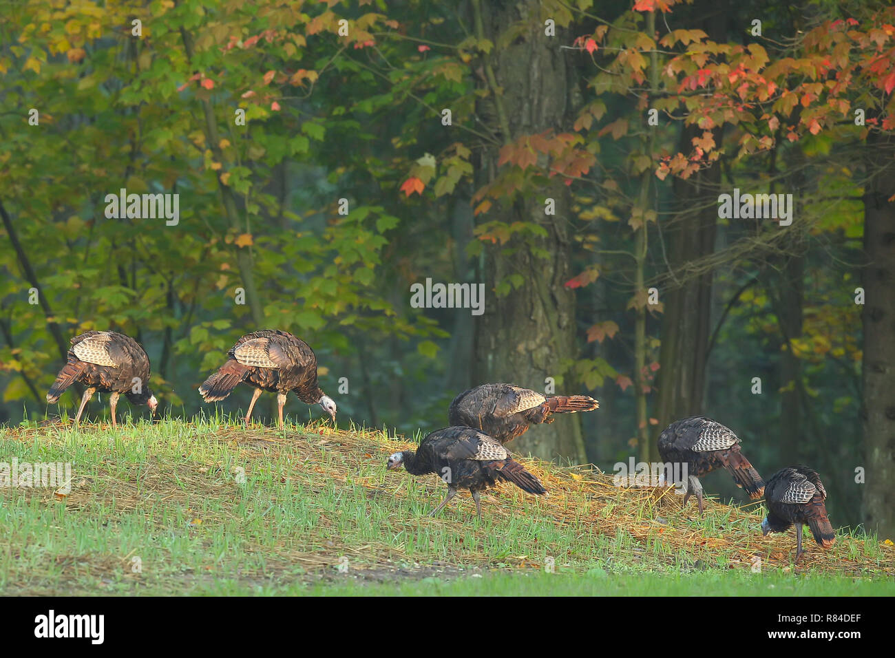 Black meleagris gallopavo usa hi-res stock photography and images - Alamy