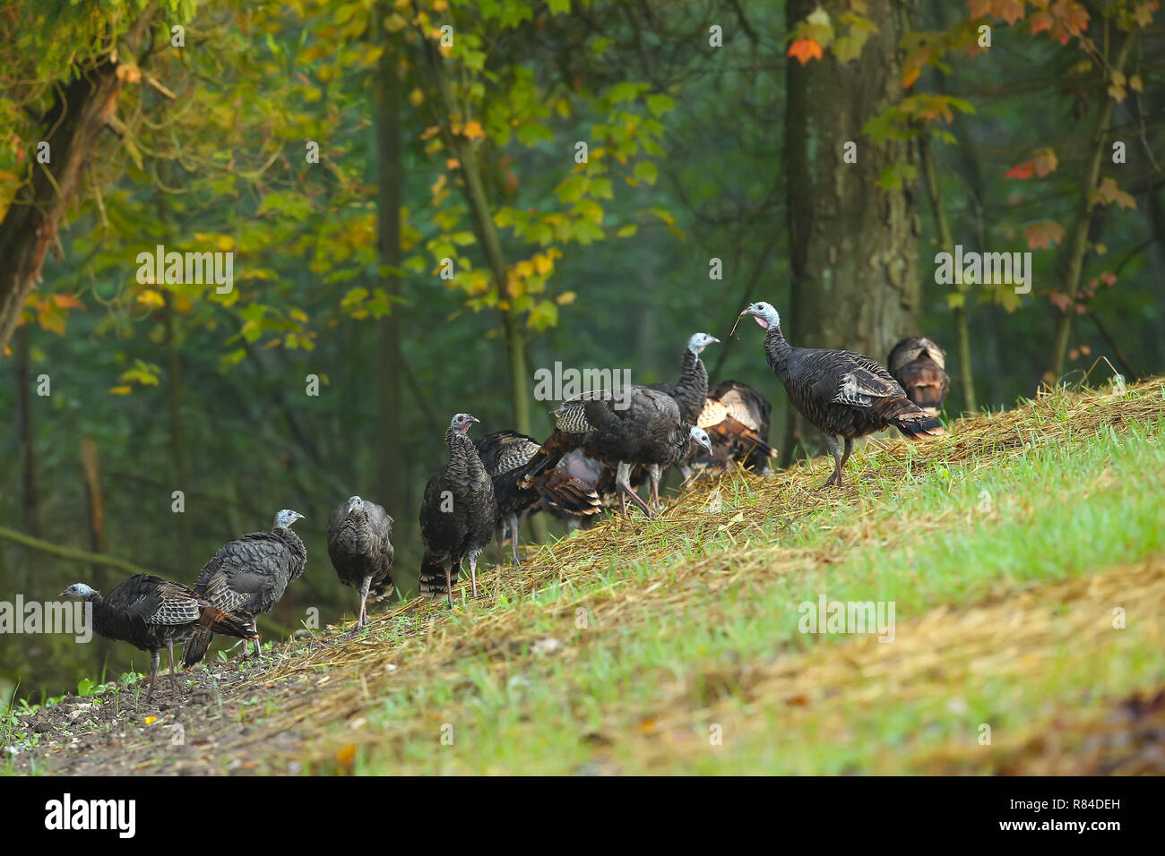 Wild Turkey (Meleagris gallopavo) Large game bird. Native American bird ...