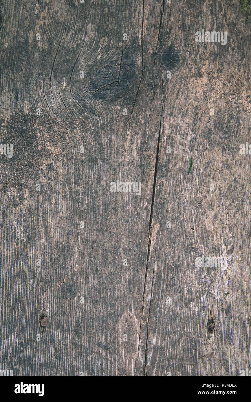 old dry tree trunk stomp texture with bark in nature - vintage retro ...