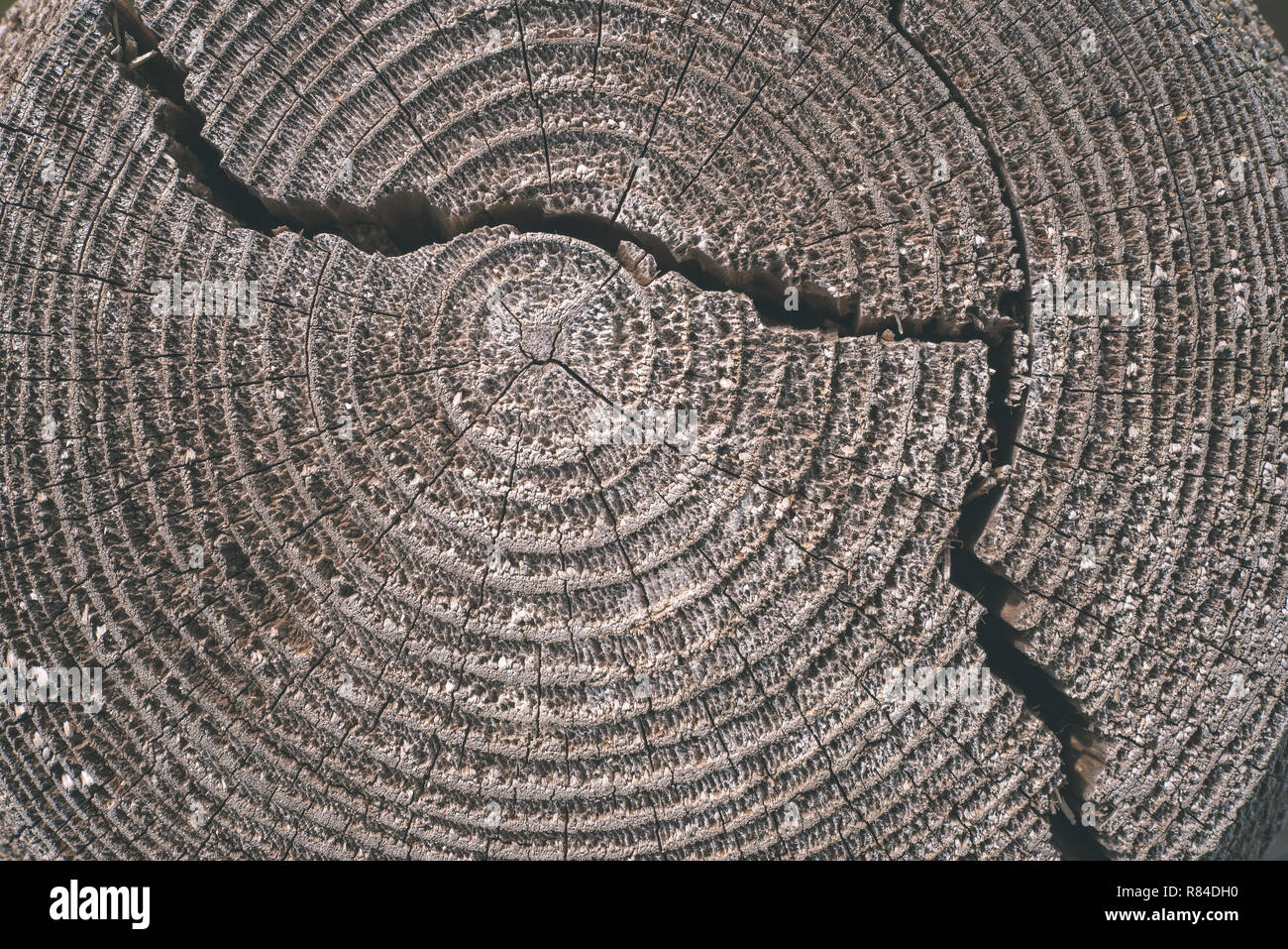 old dry tree trunk stomp texture with bark in nature - vintage retro ...