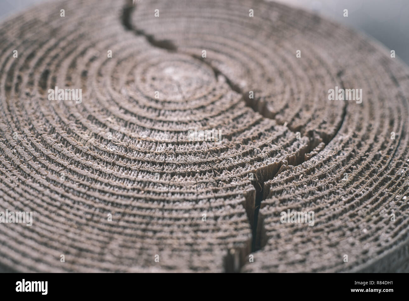 old dry tree trunk stomp texture with bark in nature - vintage retro ...