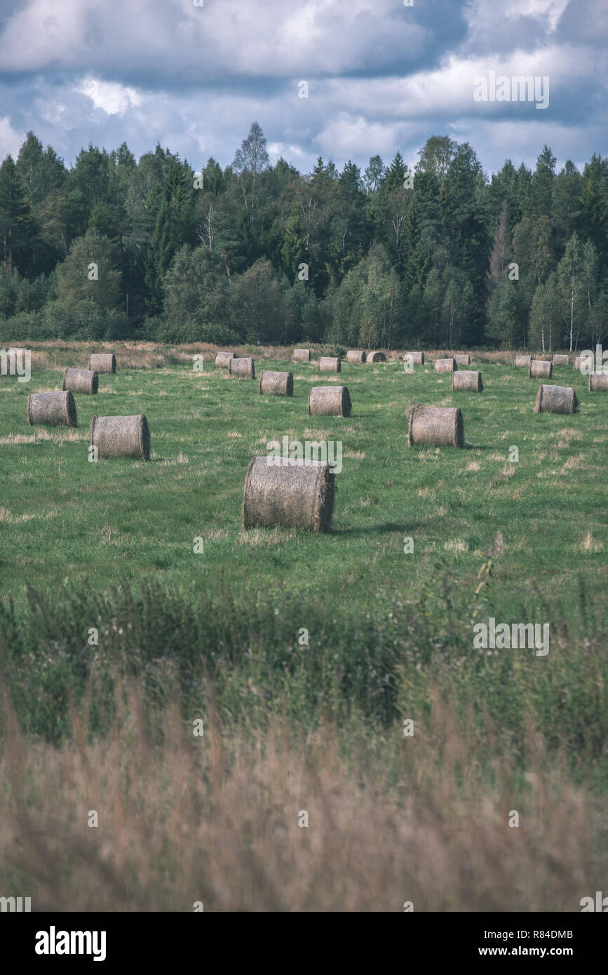 rolls of hay in green field under blue sky. countryside scenenery in ...