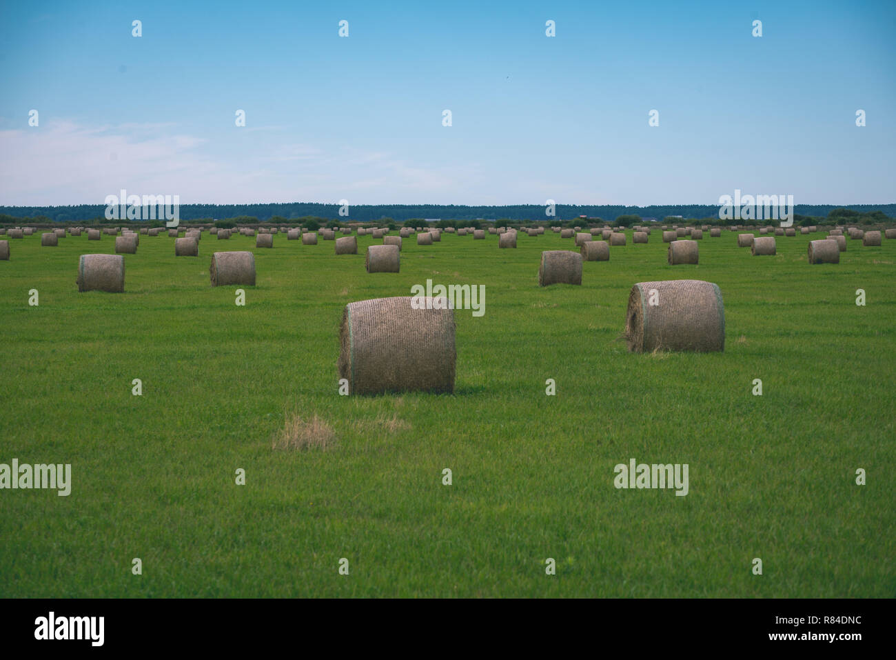 rolls of hay in green field under blue sky. countryside scenenery in ...