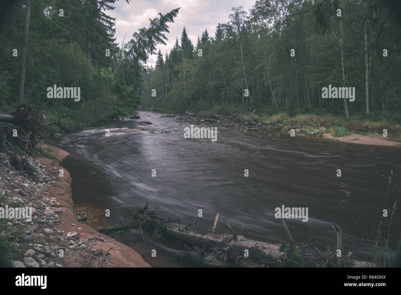 fast river in forest. Amata in Latvia with high water and rapid stream ...