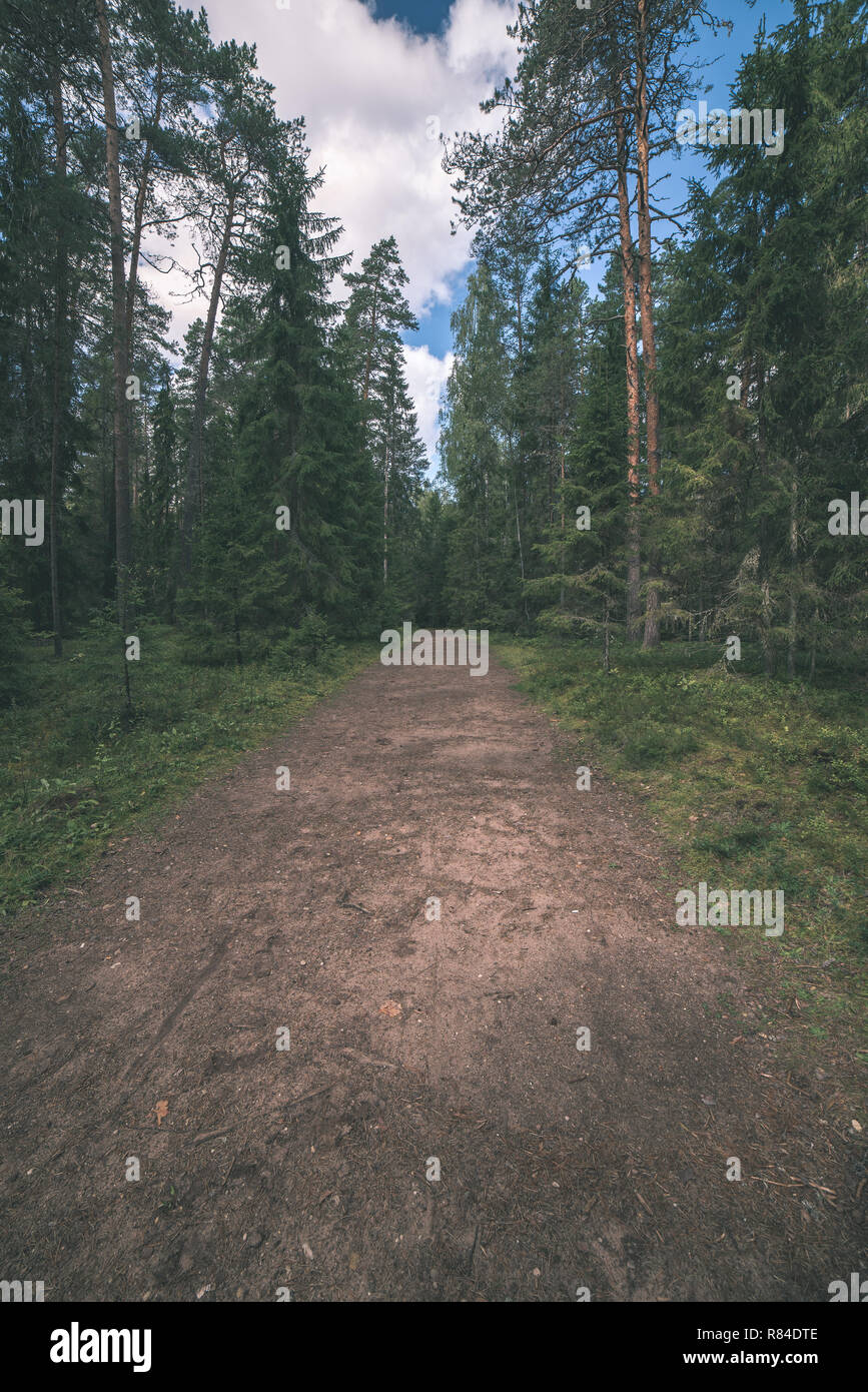 tourist hiking trail track in green summer forest with dark ground and ...
