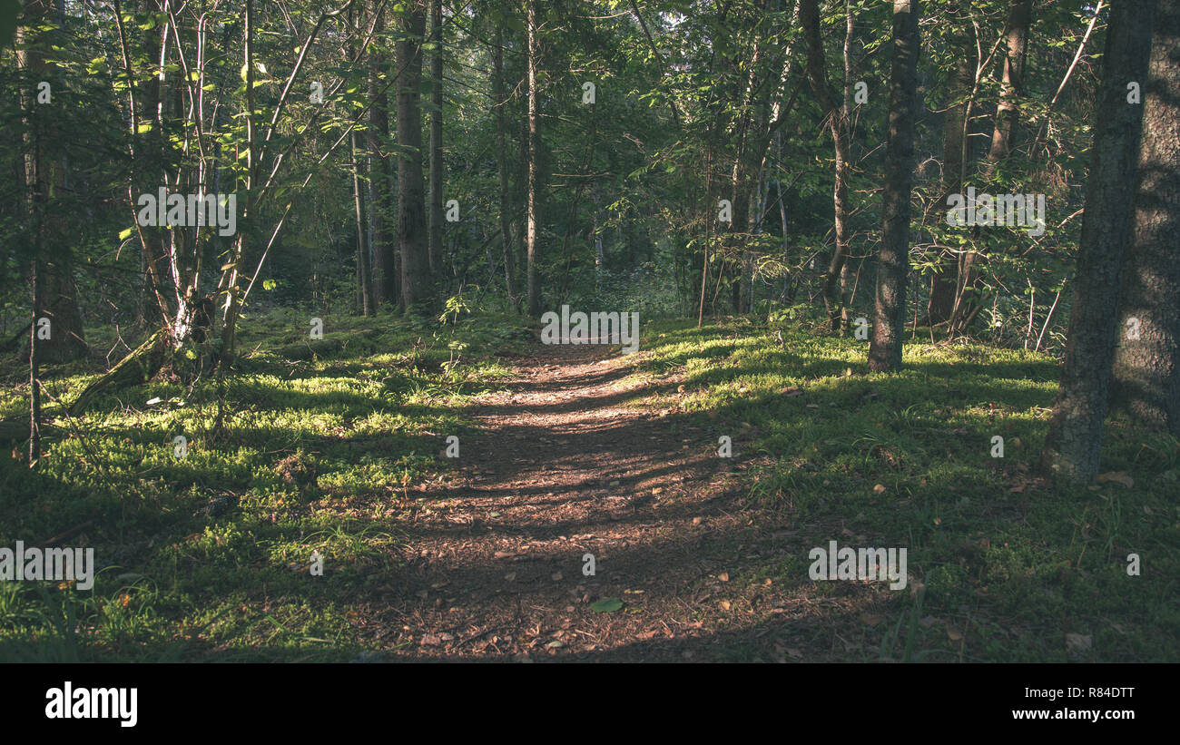 tourist hiking trail track in green summer forest with dark ground and ...