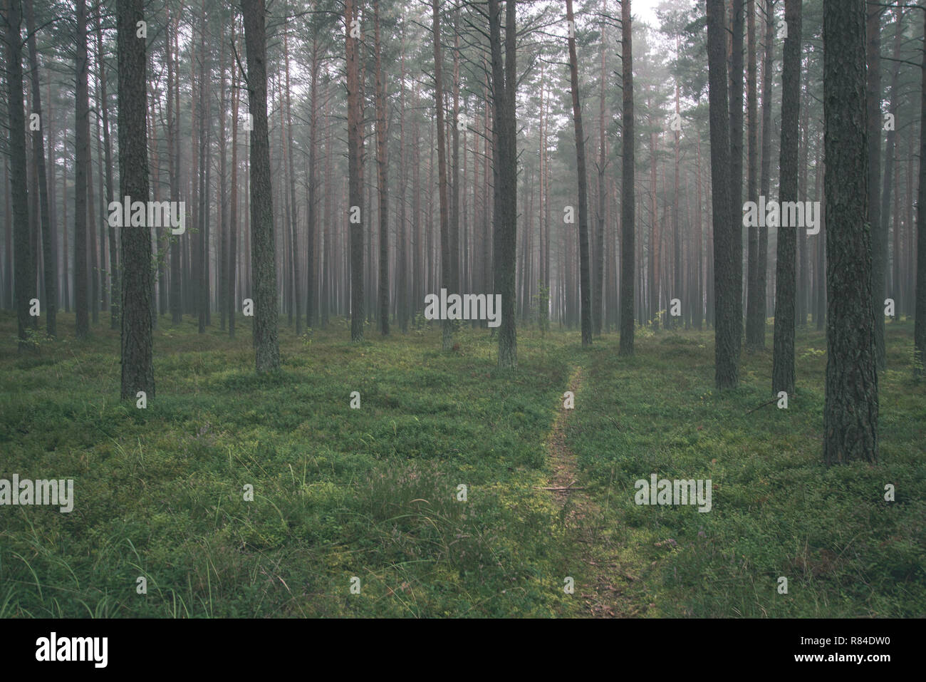 calm and peaceful pine tree forest with green forest bed and straight tree trunks in mist. long ...