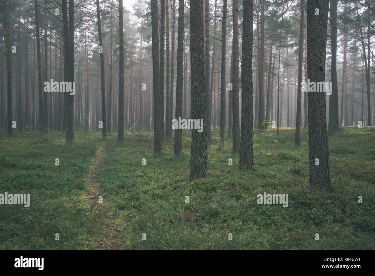 calm and peaceful pine tree forest with green forest bed and straight tree trunks in mist. long ...