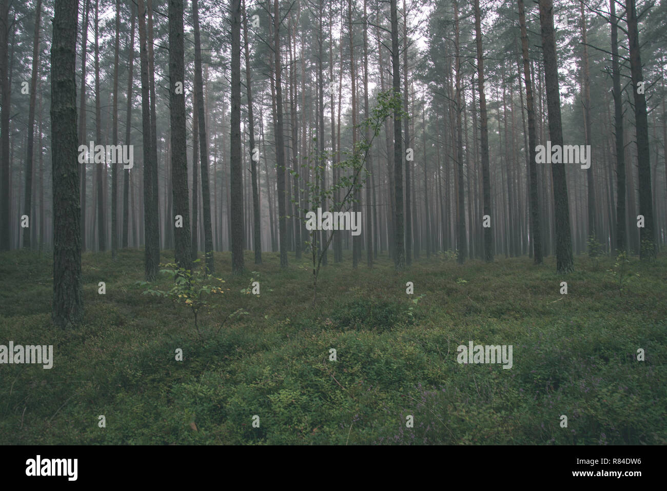 calm and peaceful pine tree forest with green forest bed and straight tree trunks in mist. long ...