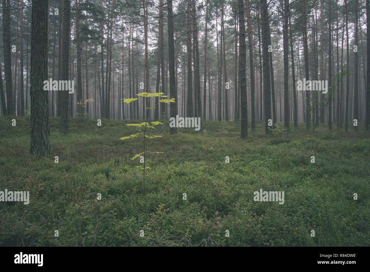 calm and peaceful pine tree forest with green forest bed and straight tree trunks in mist. long ...