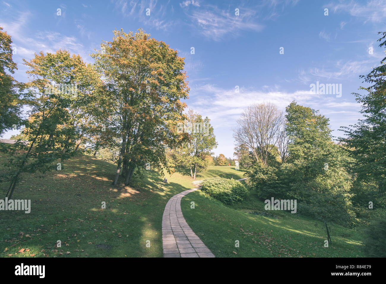 simple countryside forest road in perspective with foliage and trees ...