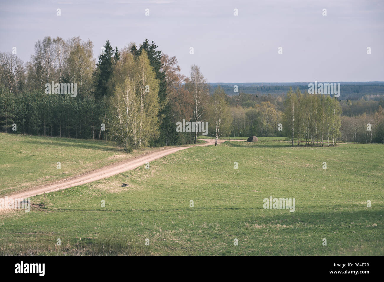 simple countryside forest road in perspective with foliage and trees ...