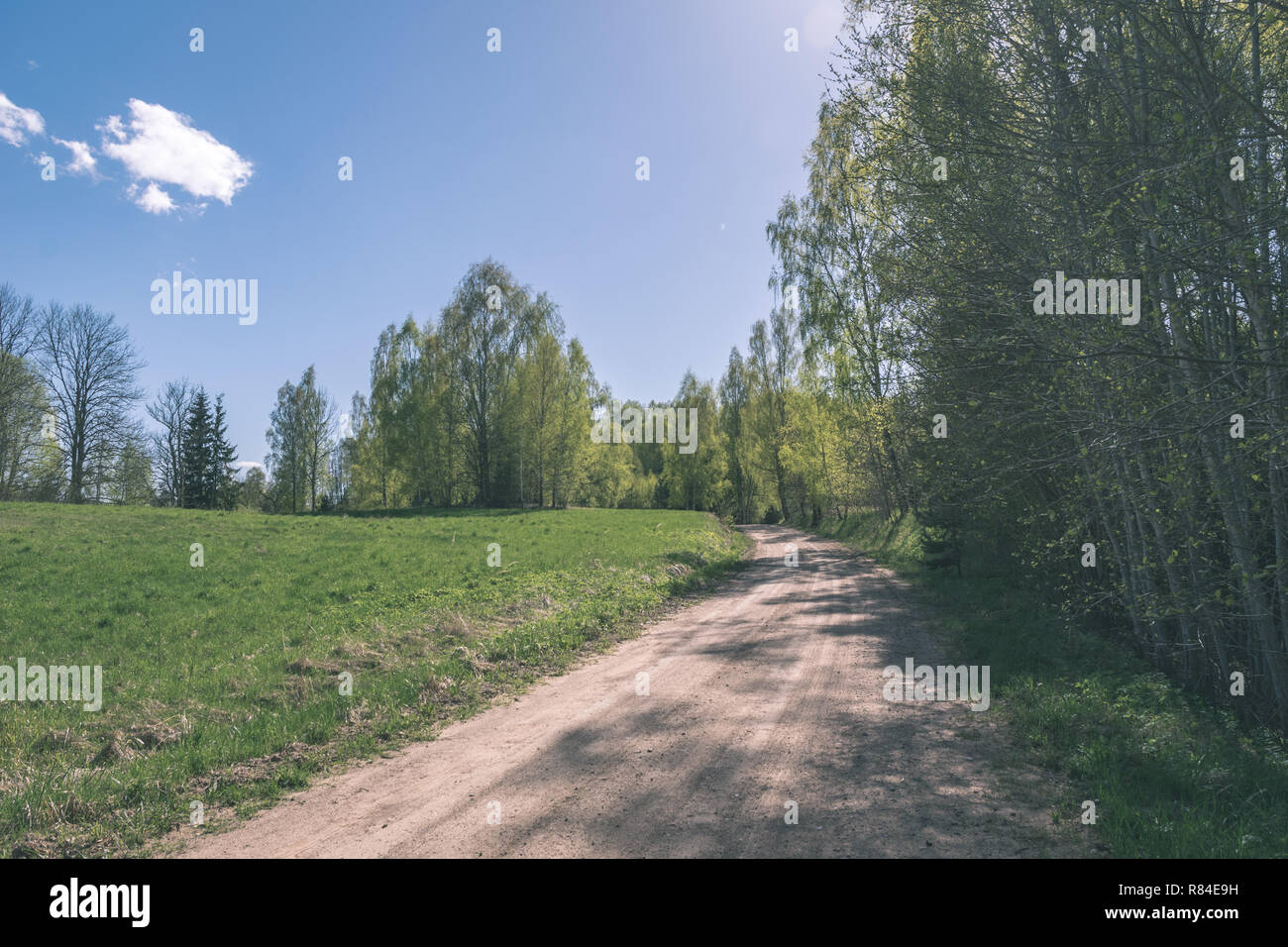 simple countryside forest road in perspective with foliage and trees ...