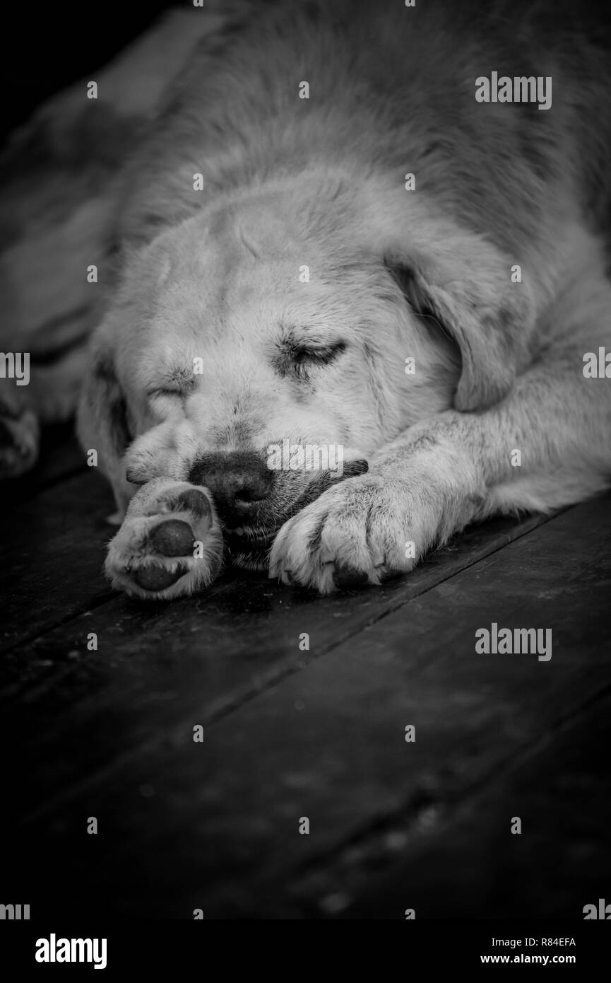 Rescue animals home Black and White Stock Photos & Images - Alamy