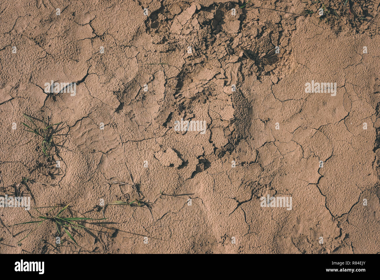 dry land texture with some green plants near water body - vintage retro ...
