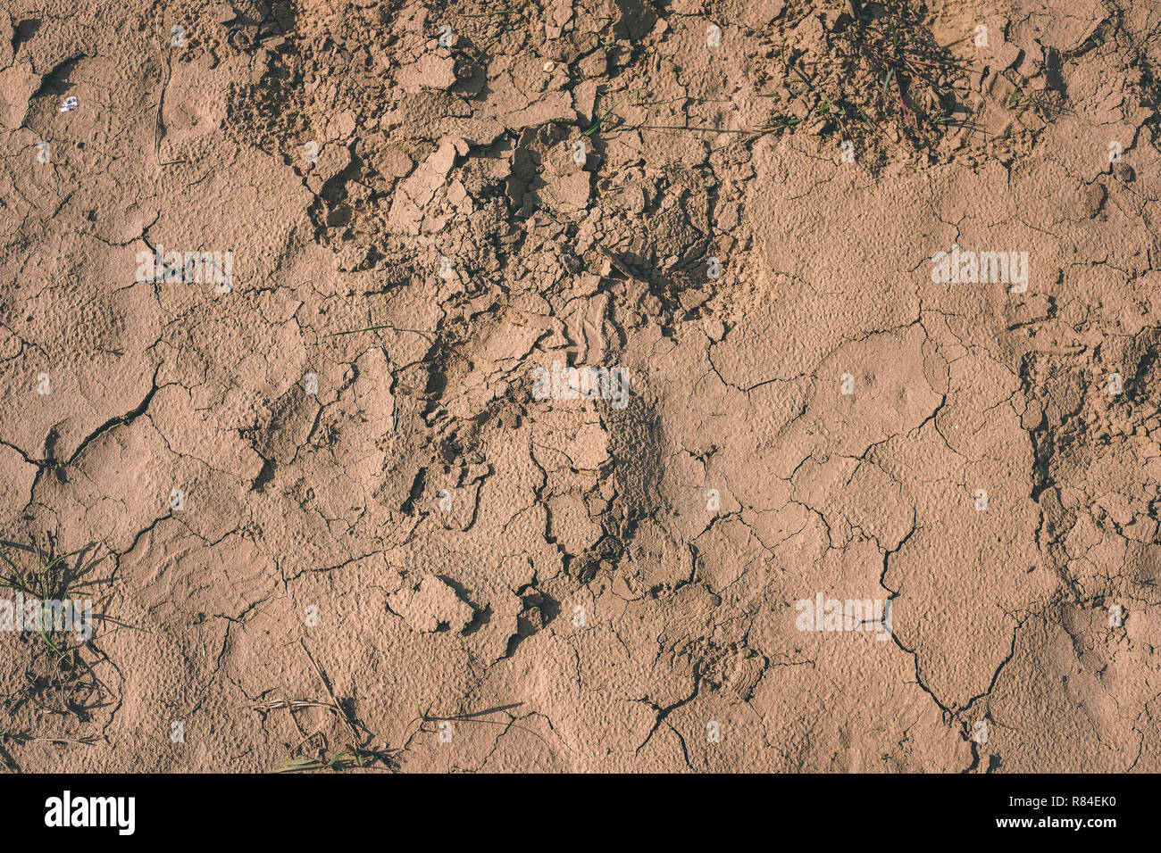 dry land texture with some green plants near water body - vintage retro ...