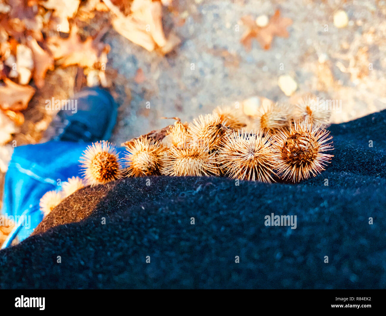 Burs on clothes hi-res stock photography and images - Alamy