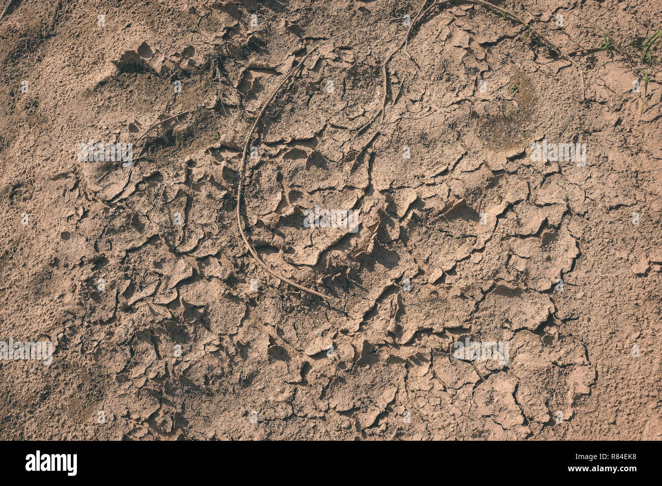 dry land texture with some green plants near water body - vintage retro ...