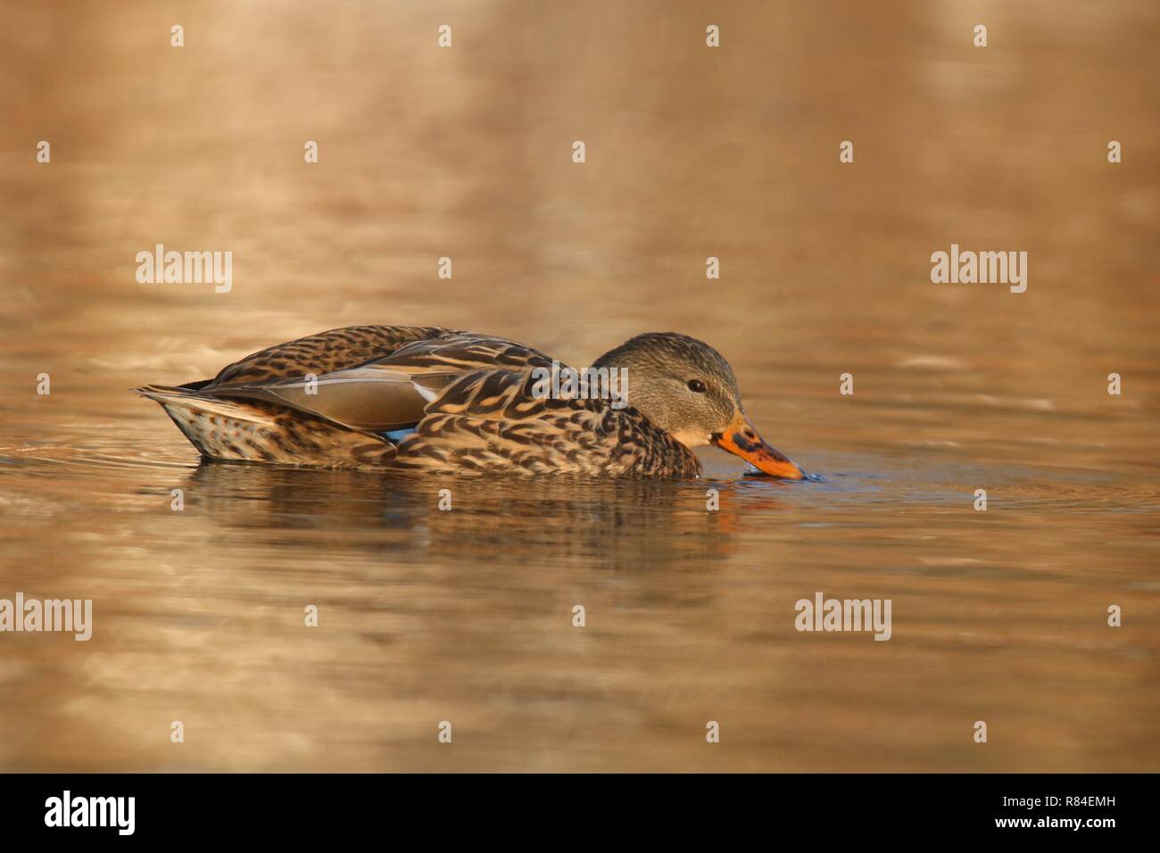 A female mallard duck feeding at the surface of a golden pond Stock ...