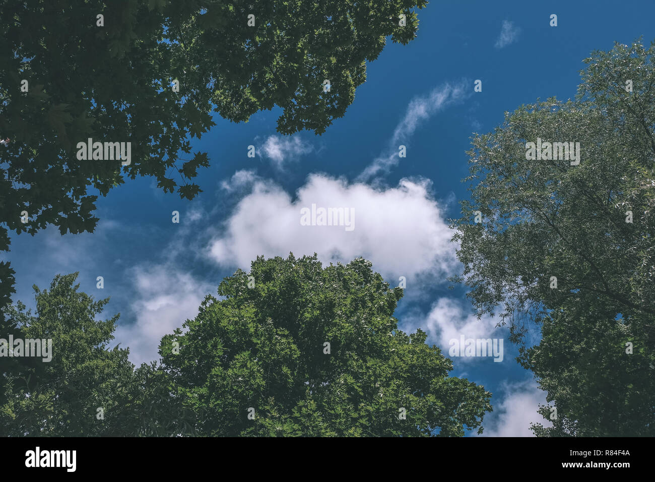 large trees agains blue sky, view from below. green foliage and leaves ...