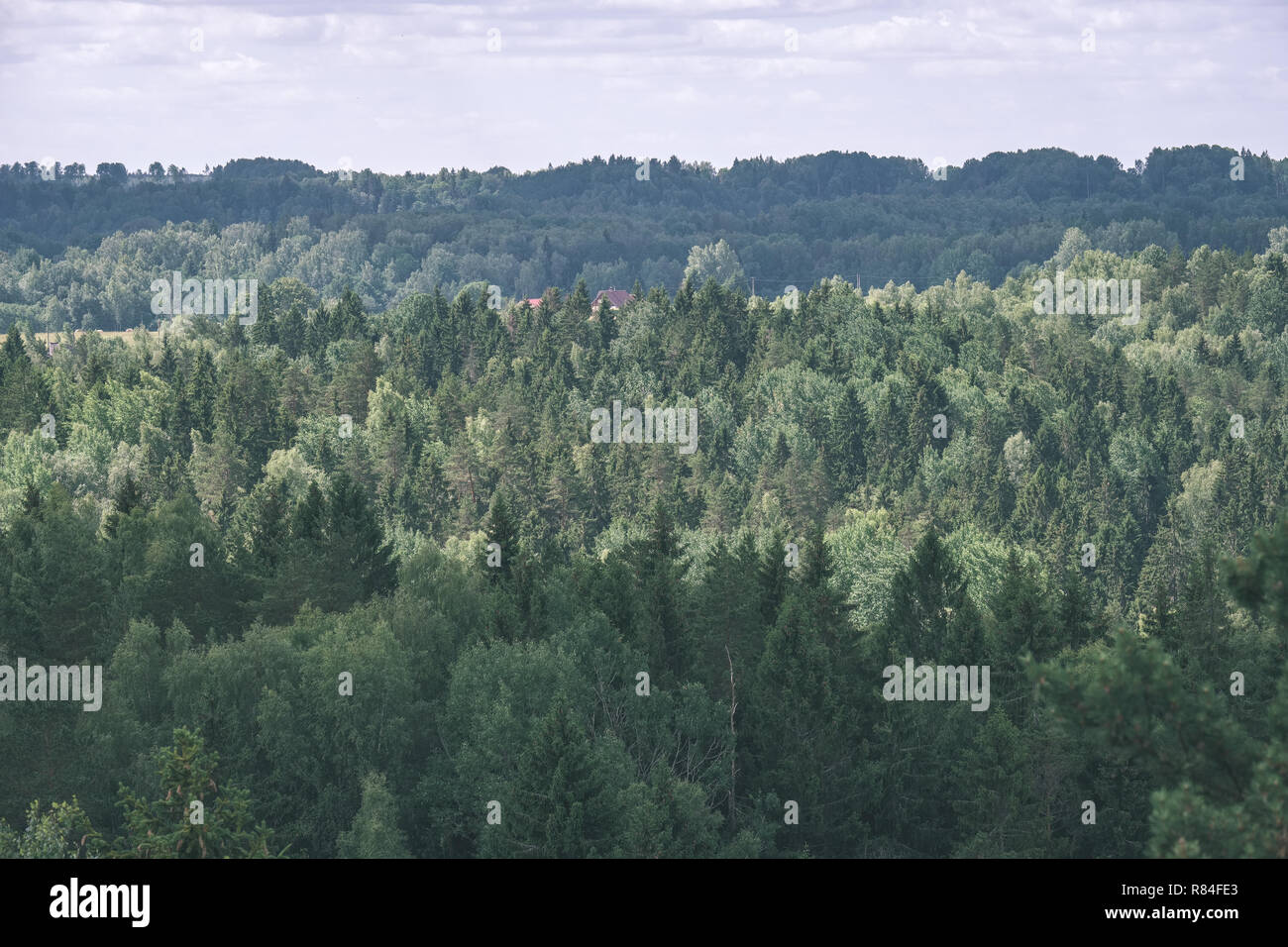 evergreen forest in misty day seen from above. far horizon - vintage ...