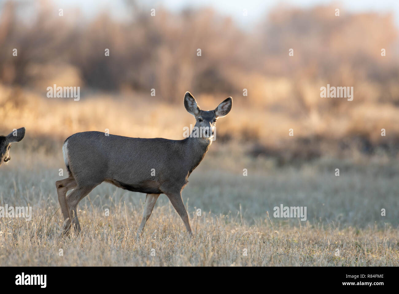 Rocky Mountain Mule Deer, (Odocoileus hemionus hemionus), Bernardo ...