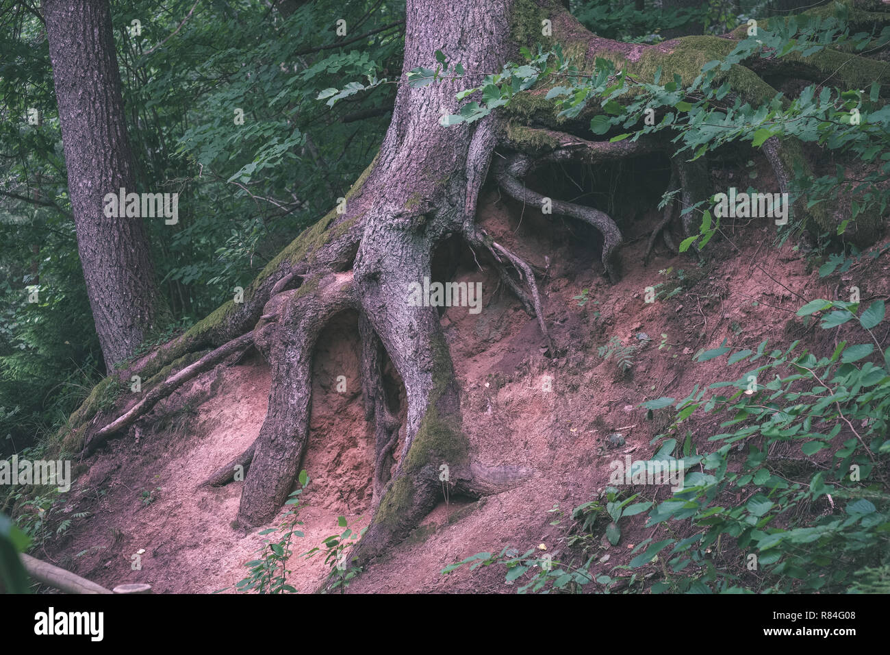 dry wood. tree trunk stomp textured pattern abstract texture of fallen ...