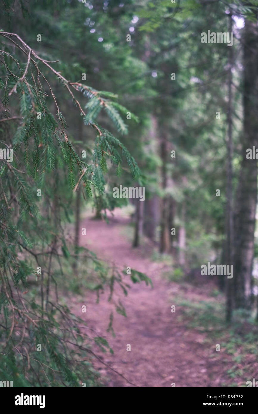 dirt road in clean pine tree forest with mud and green foliage around ...