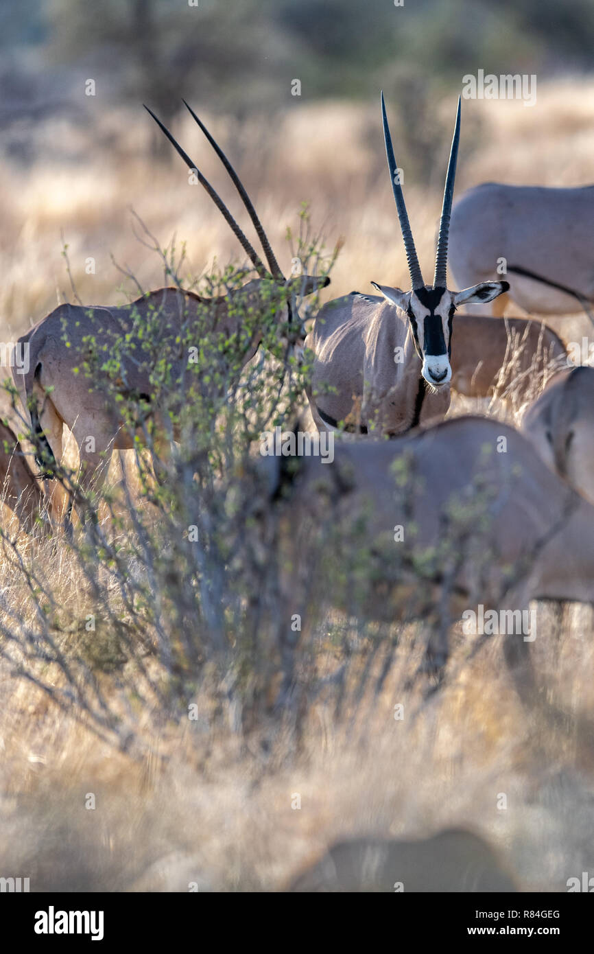 Common beisa oryx hi-res stock photography and images - Alamy