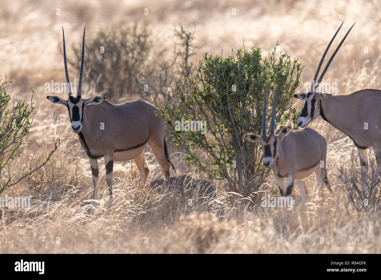 Common beisa oryx (Oryx beisa) in Kenya, Africa Stock Photo - Alamy