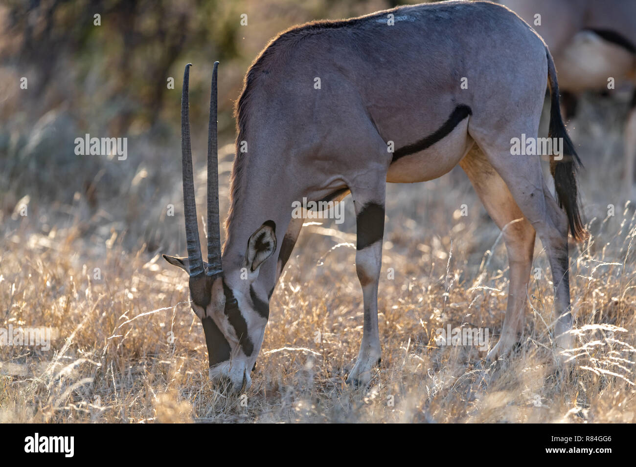 Common beisa oryx hi-res stock photography and images - Alamy