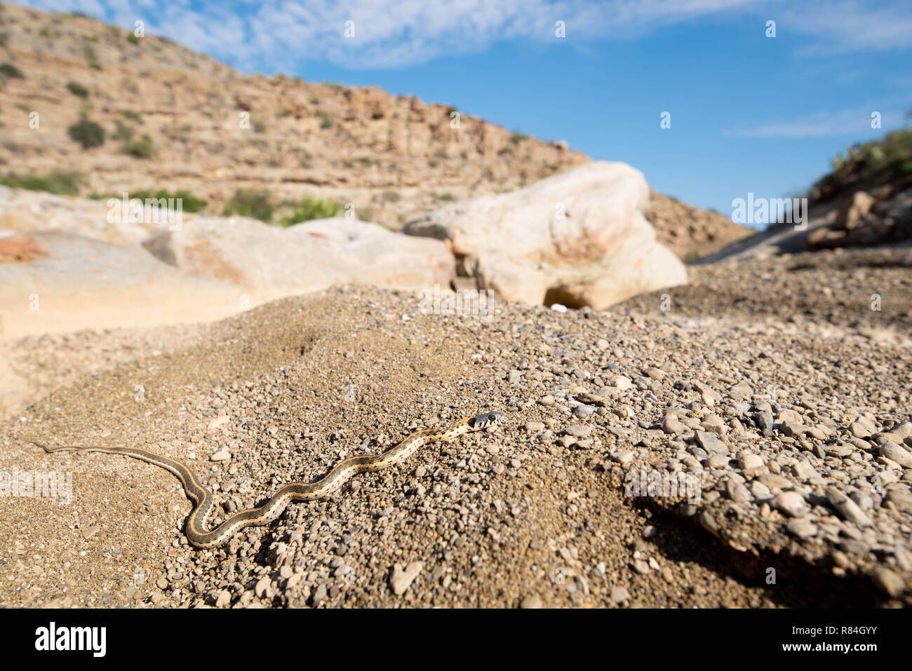 Western Black-necked Garter Snake, (Thamnophis cyrtopsis cyrtopsis ...