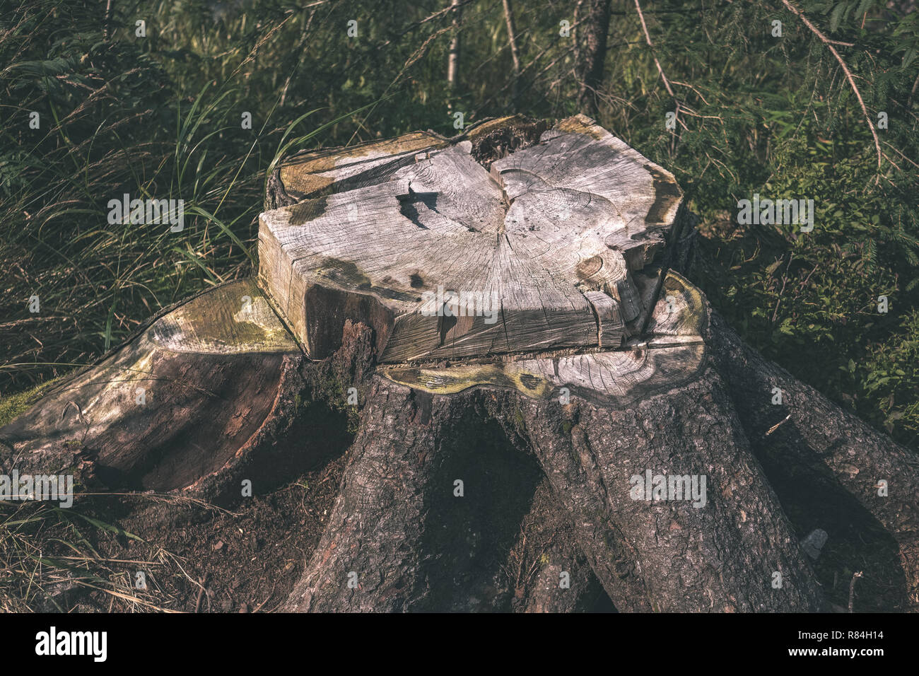 dry wood. tree trunk stomp textured pattern abstract texture of fallen ...