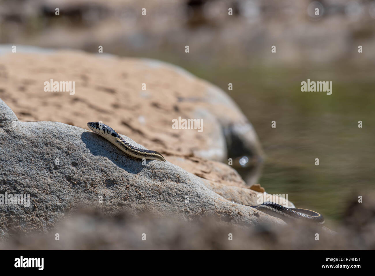Western Black-necked Garter Snake, (Thamnophis cyrtopsis cyrtopsis ...