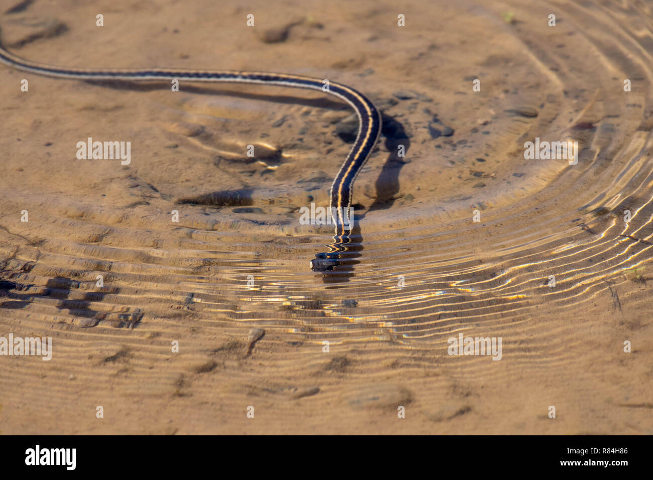 Western Black-necked Garter Snake, (Thamnophis cyrtopsis cyrtopsis ...