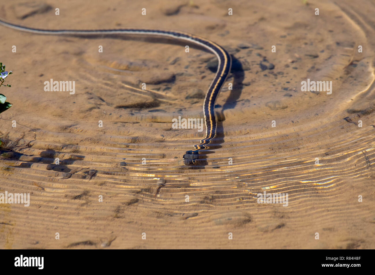 Western Black-necked Garter Snake, (Thamnophis cyrtopsis cyrtopsis ...