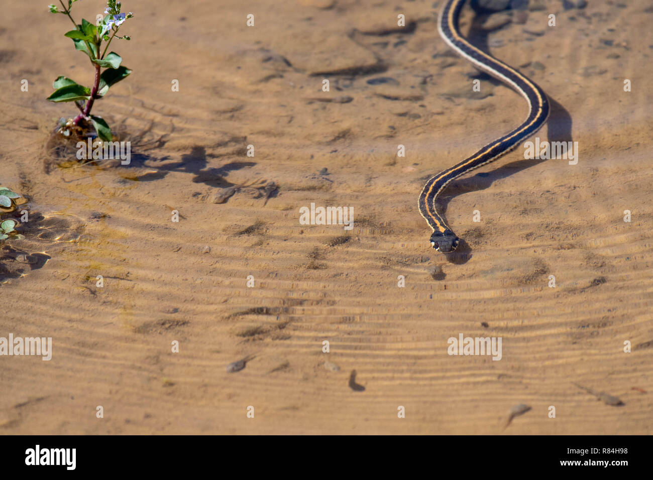 Western Black-necked Garter Snake, (Thamnophis cyrtopsis cyrtopsis ...