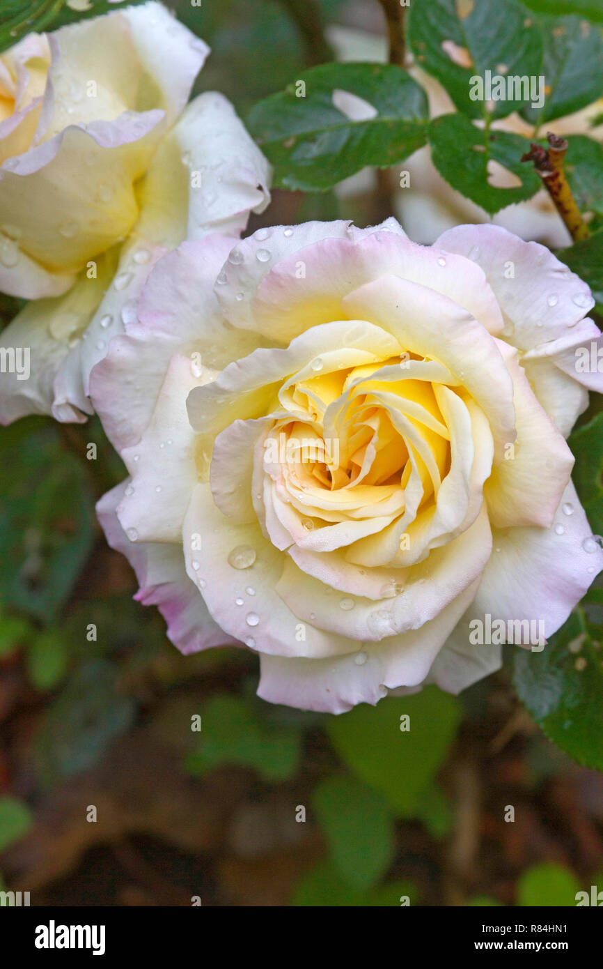 Peace rose hi-res stock photography and images - Alamy