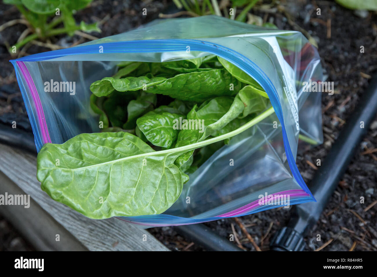 Spinach spinacia oleracea hi-res stock photography and images - Alamy