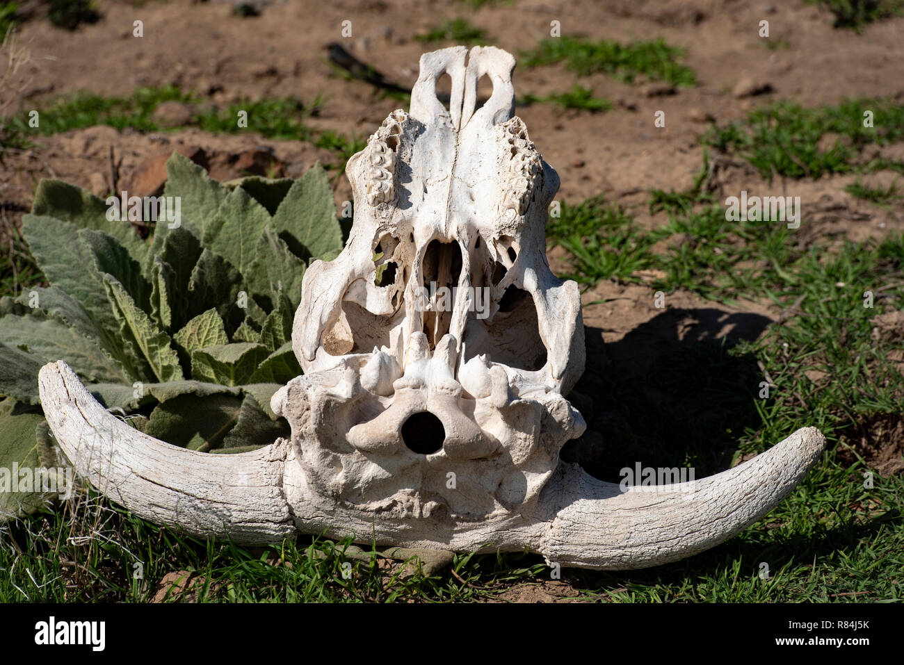 Cow skeleton hi-res stock photography and images - Alamy