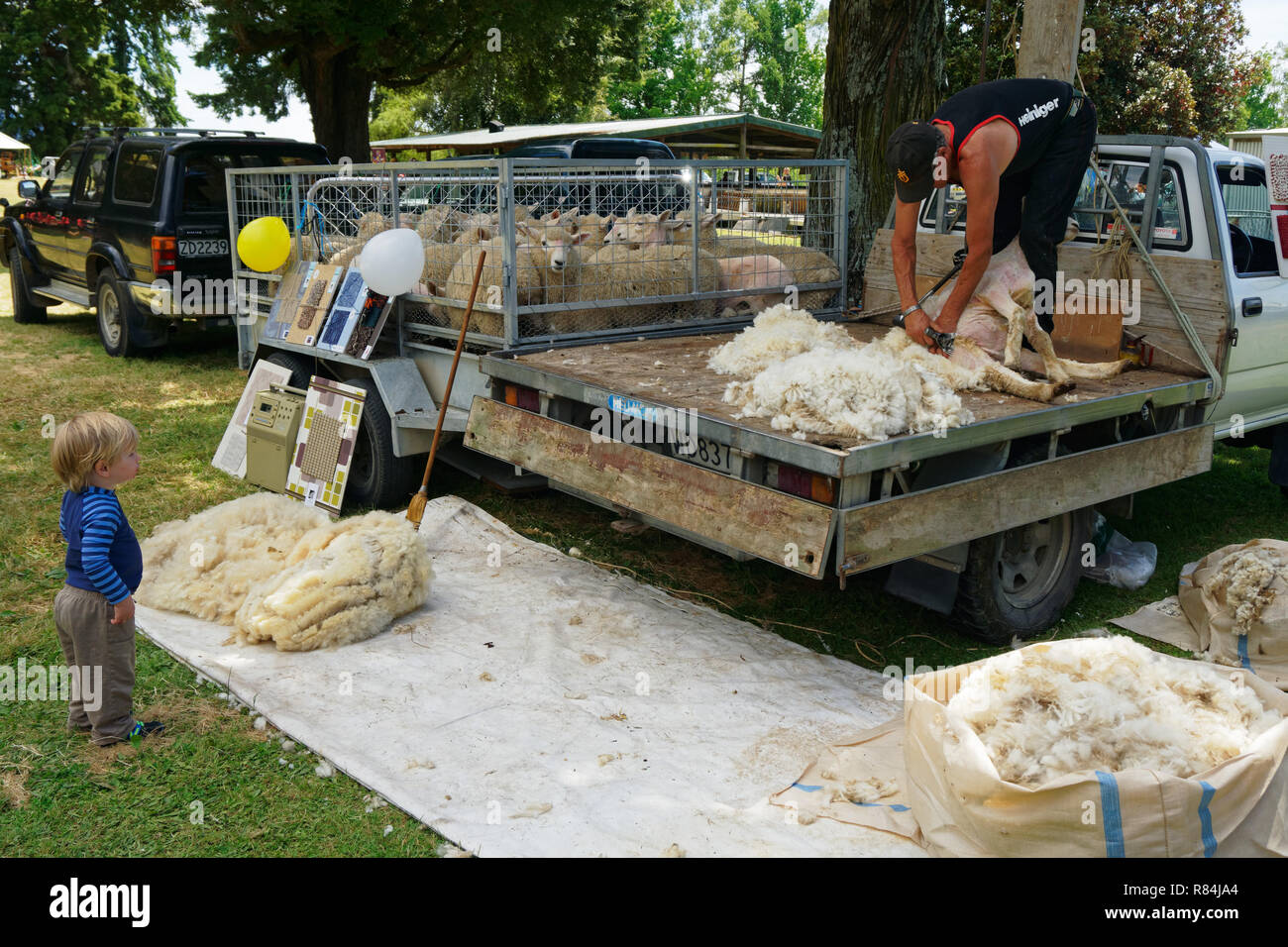Little boy enthralled at the sheep shearing display at an agricultural ...