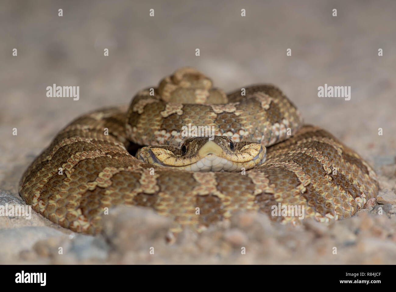 North american hog nosed snake hi-res stock photography and images - Alamy