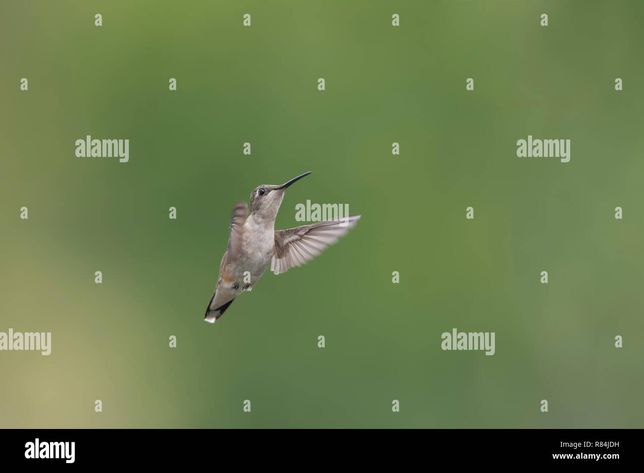 Ruby-throated Hummingbird in flight Stock Photo - Alamy