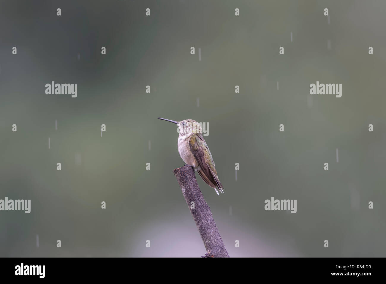 Birdwatching in the rain hi-res stock photography and images - Alamy
