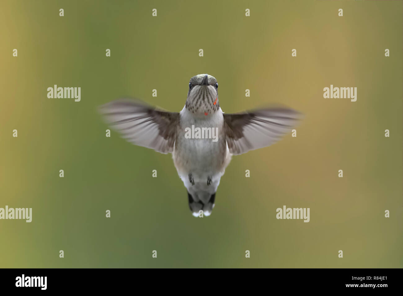 Juvenile male Ruby-throated Hummingbird in flight Stock Photo - Alamy