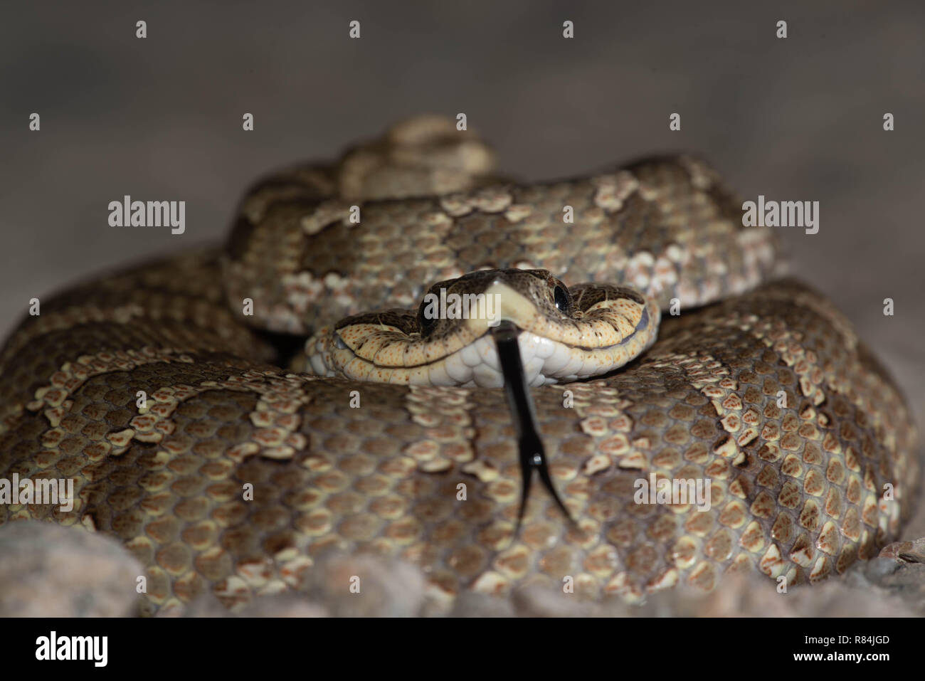 Eastern hog nosed snake hi-res stock photography and images - Alamy