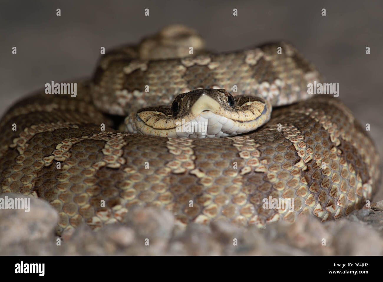 Hog nosed snakes hi-res stock photography and images - Alamy