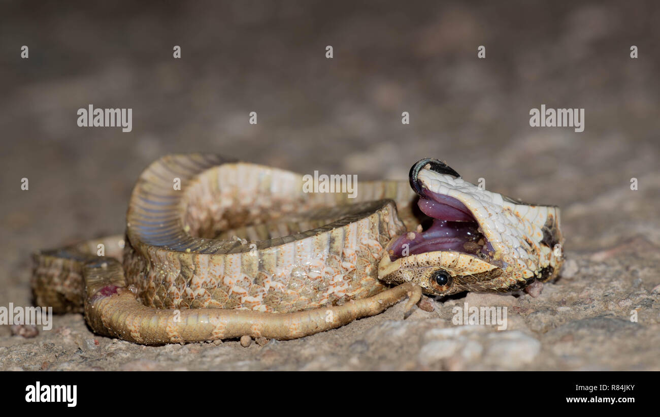 Eastern hog nosed snake hi-res stock photography and images - Alamy